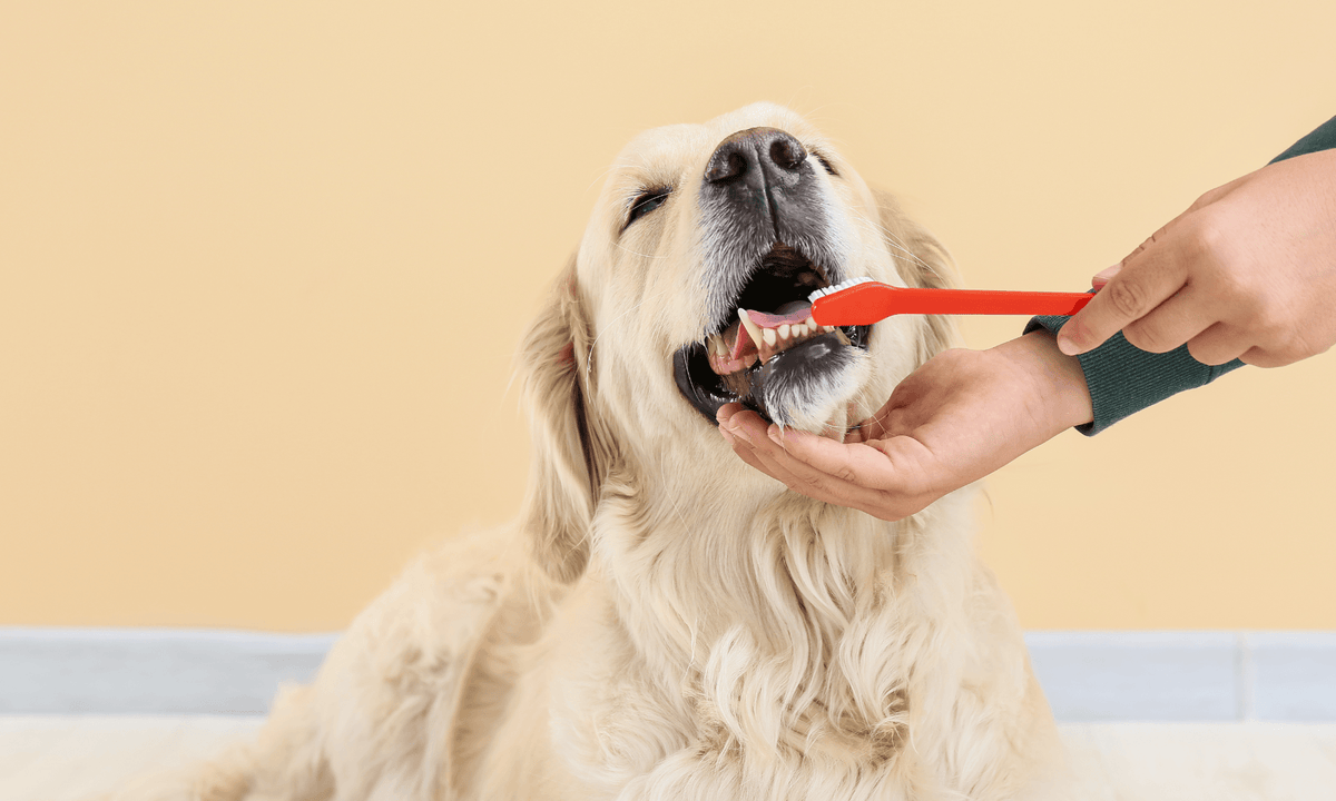 Mijn Hond Stinkt uit Bek naar Vis: De Oorzaken, Tips en Oplossingen ...