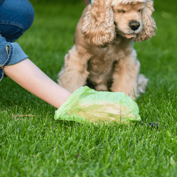 Mijn hond eet poep | Eet jouw hond hondenpoep? Wij hebben 10 tips! — Dogzoo
