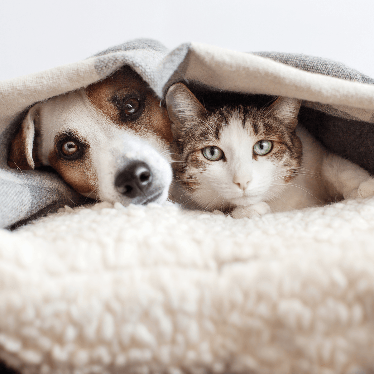 Vuurwerkangst bij Hond en Kat. Wat kun je het beste doen? — Dogzoo