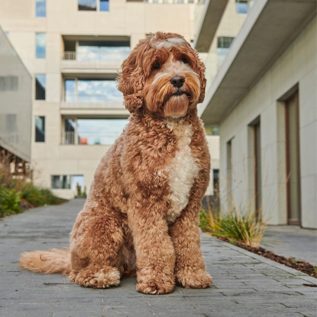 Adult artikelen – Dogzoo