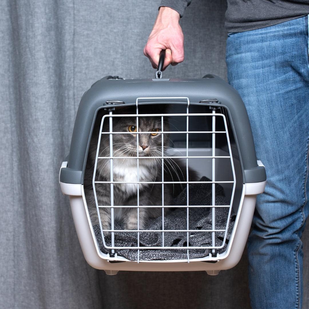 Cat transport box – Dogzoo