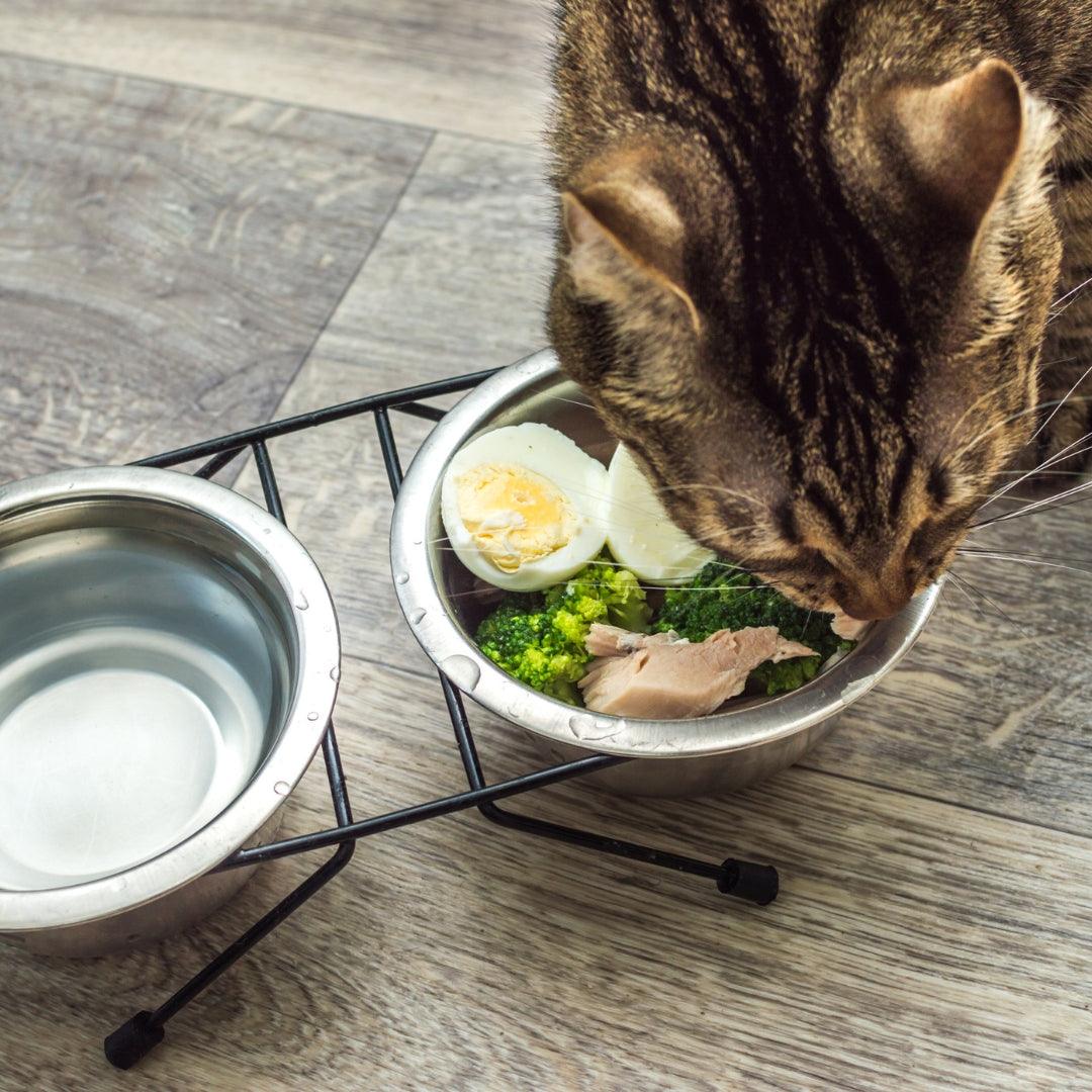 Voer en drinkbakken kat – Dogzoo